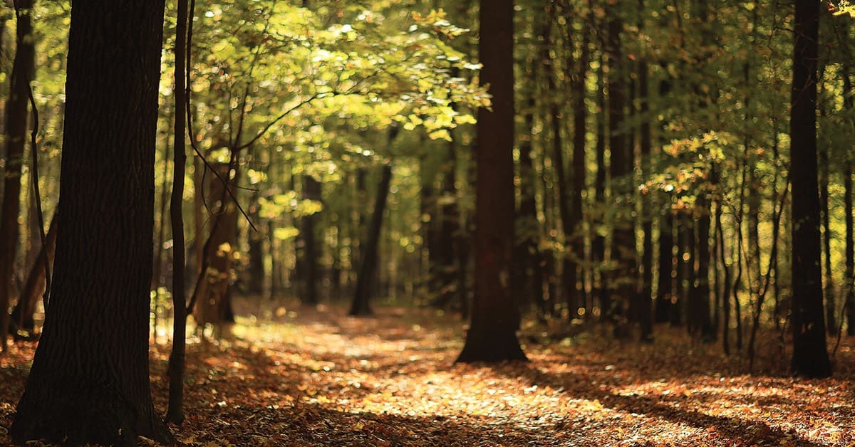 Carbon Capture Paper Stocks - Enviromentaly Friendly Print Solutions